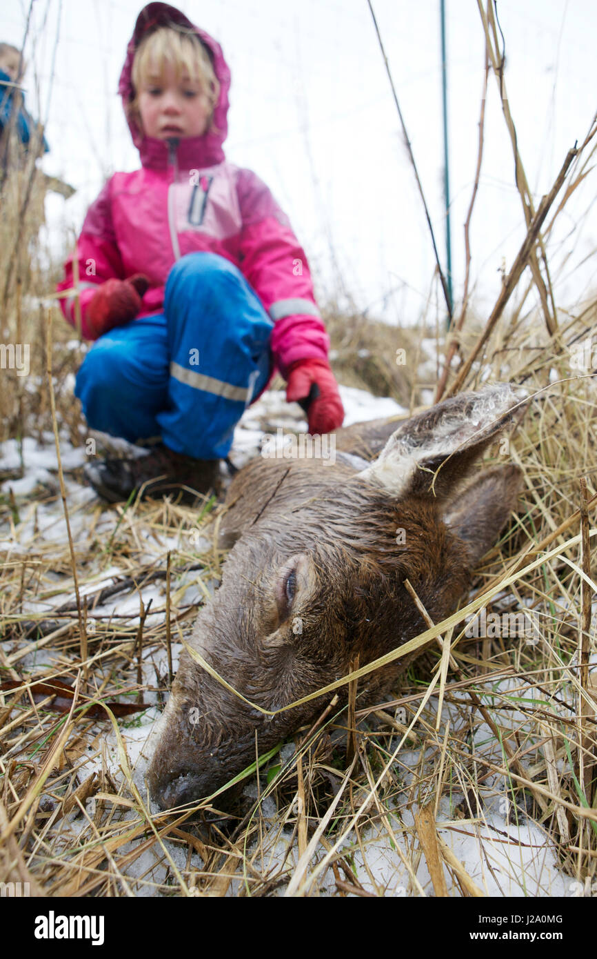 Oostvaardersplassen dead hi-res stock photography and images - Alamy