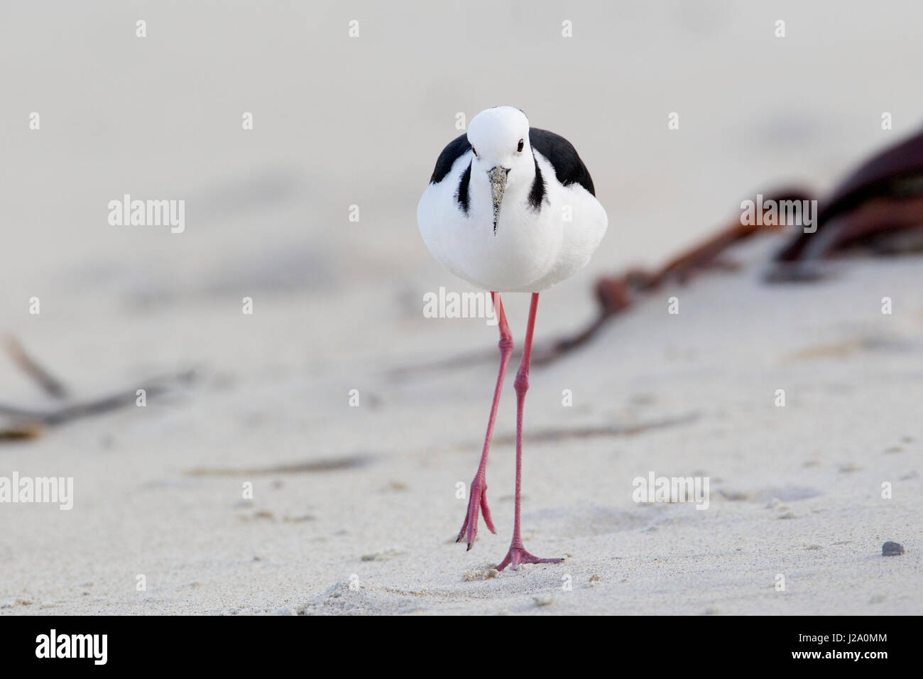 New zealand stilt hi-res stock photography and images - Alamy