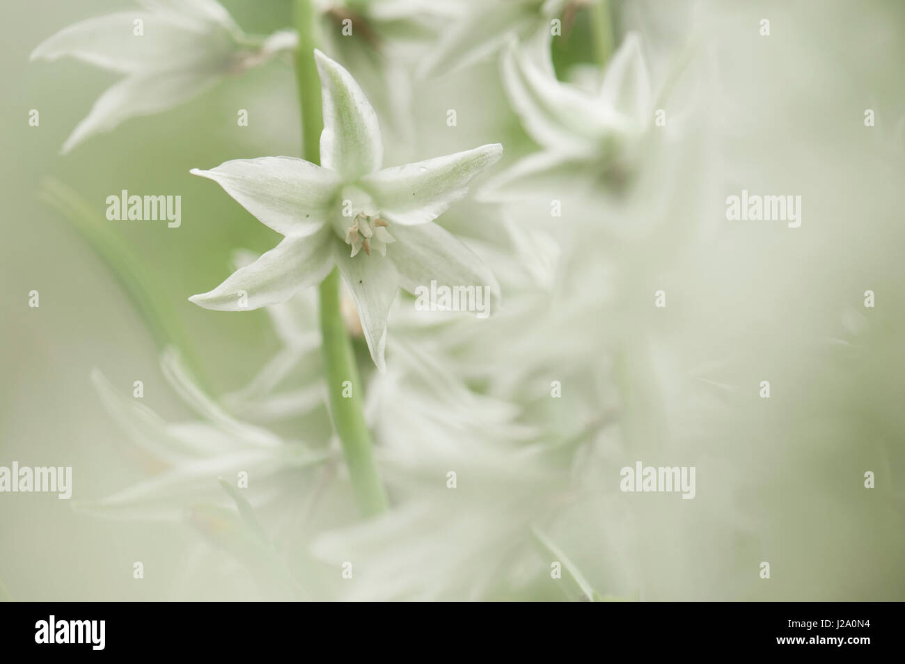 Drooping white flowers hi-res stock photography and images - Alamy