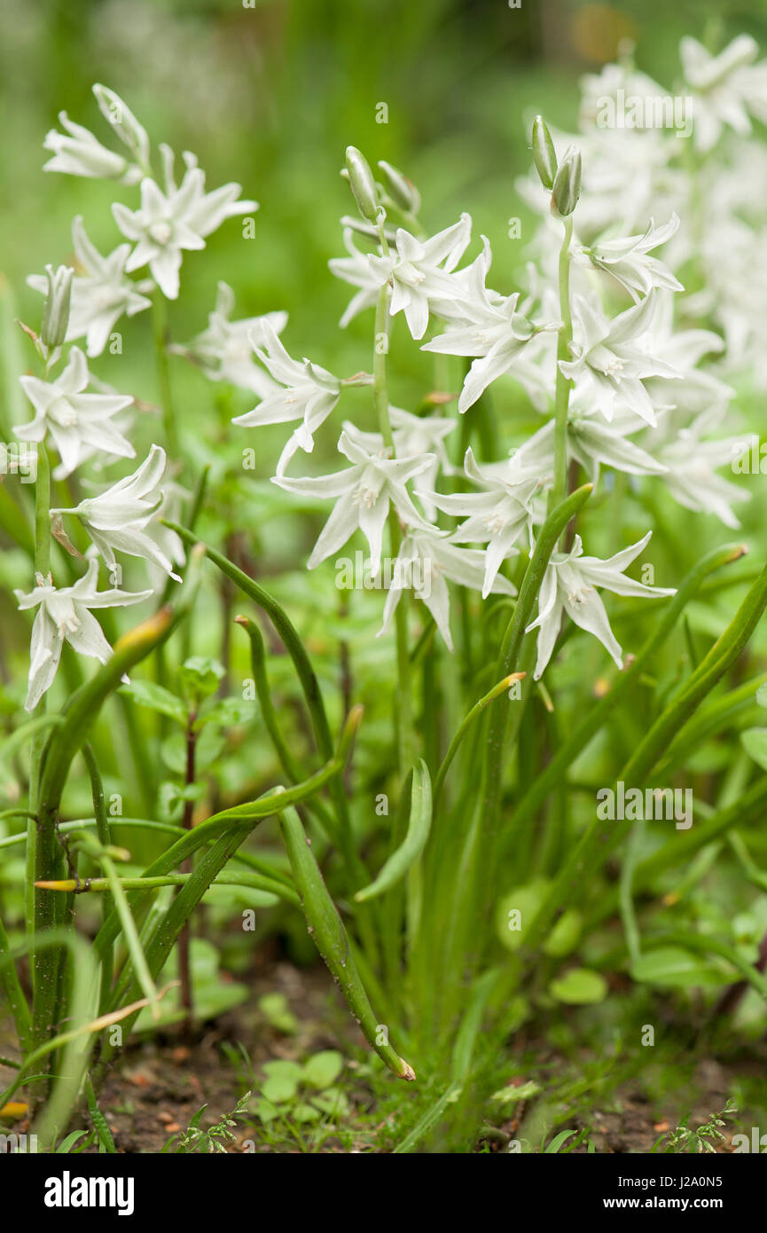 Drooping star of bethlehem ornithogalum hi-res stock photography and ...