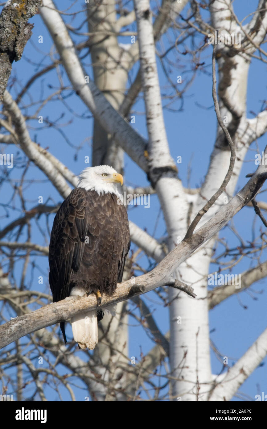 A Bald Eagle (Haliaeetus leucocephalus) sitting in a tree Stock Photo - Alamy