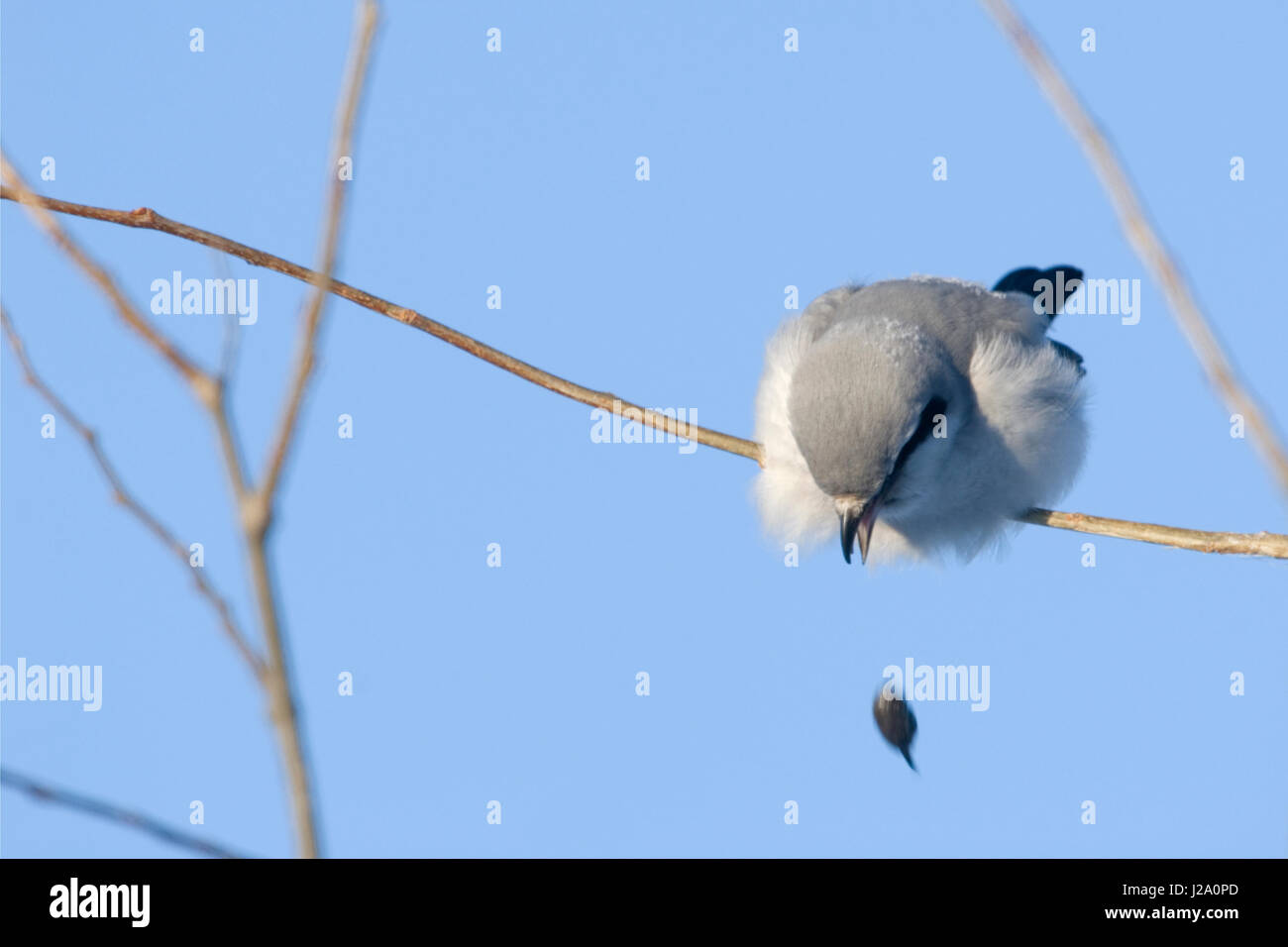 Northern shrike bird sitting hi-res stock photography and images - Alamy