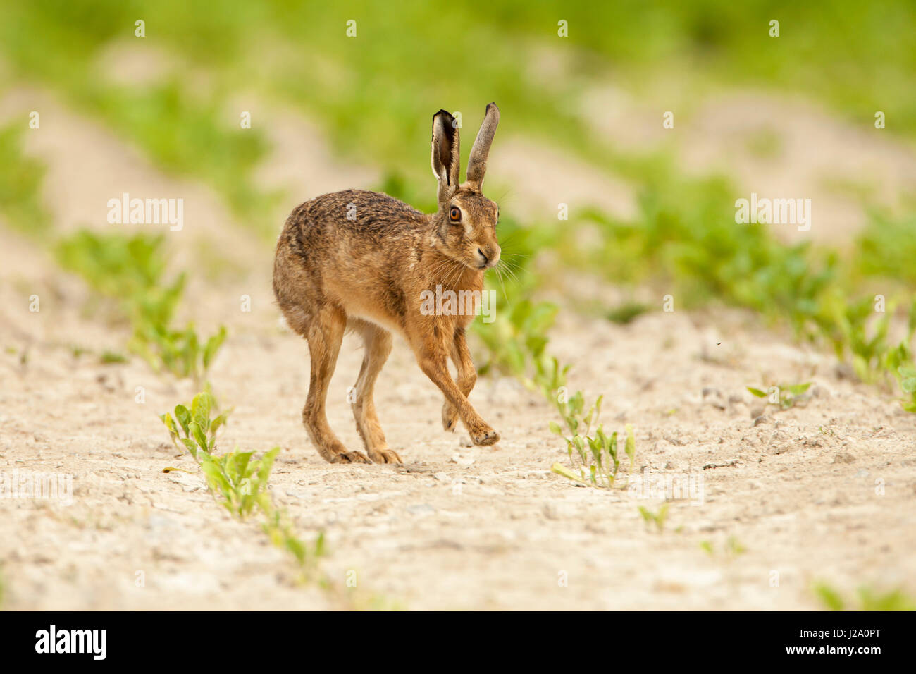 Brown Hare adult running across a crop field Powys, Wales, UK Stock ...