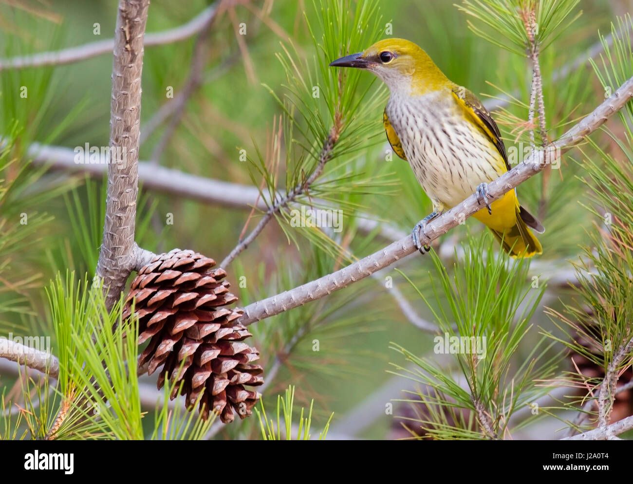 Golden Oriole in a pine tree Stock Photo - Alamy
