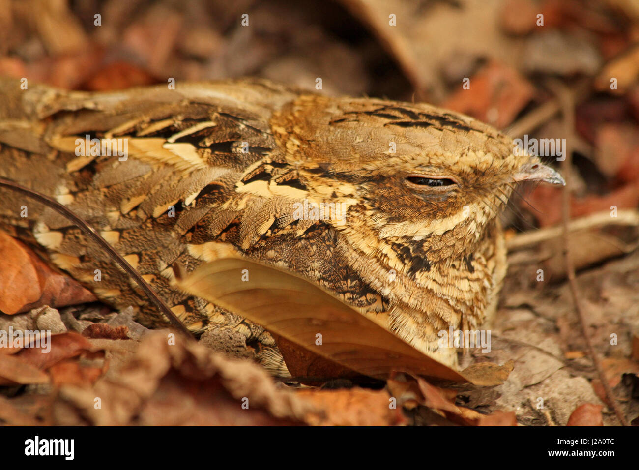 Long-tailed Nightjar on the ground, trusting its camouflage Stock Photo ...