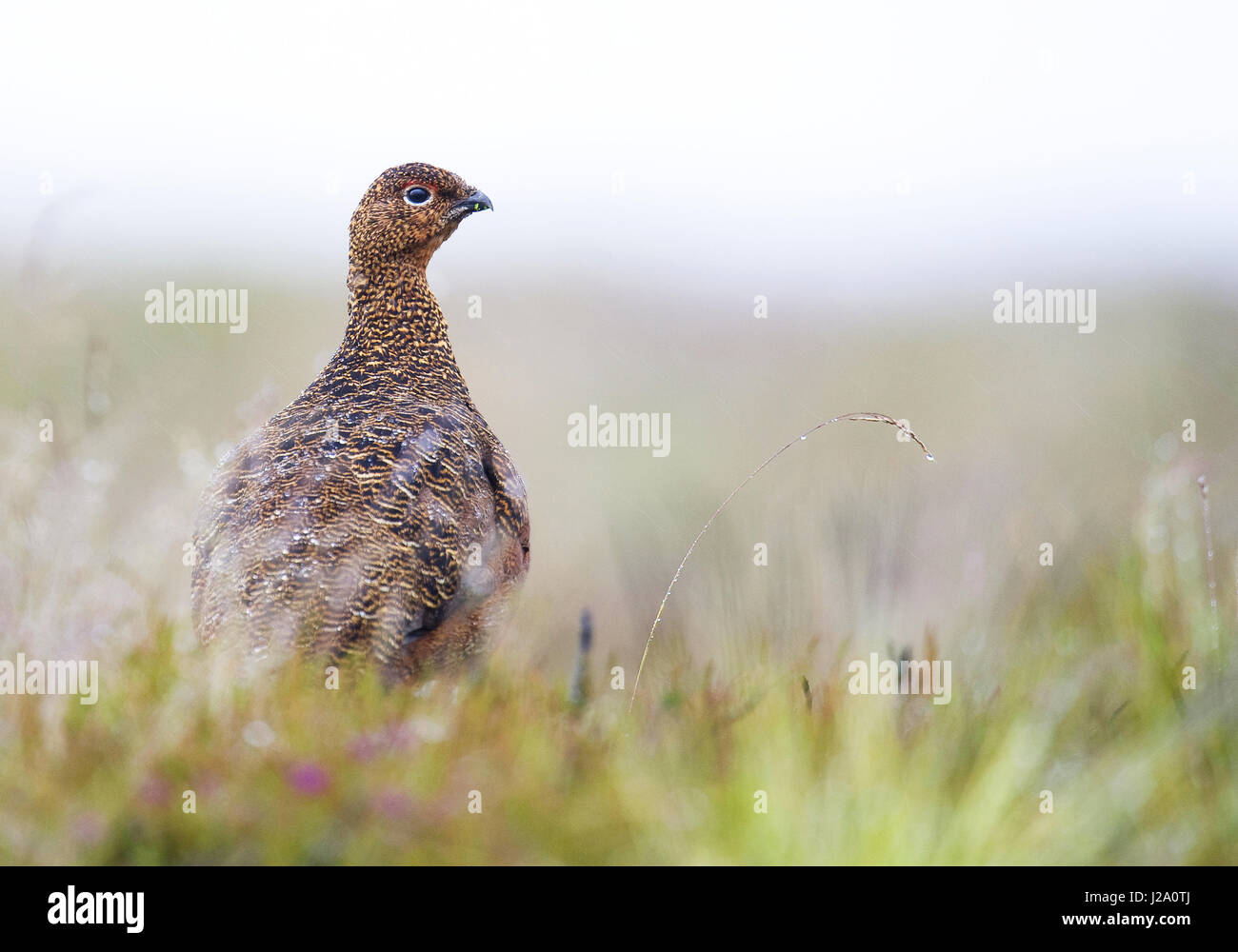 Scottish grouse hi-res stock photography and images - Alamy