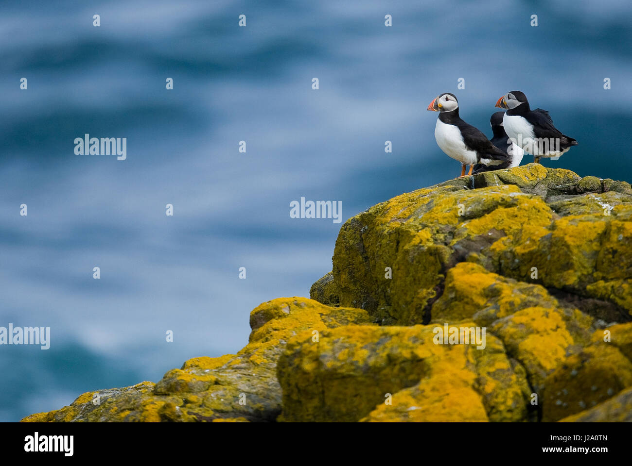 Puffins on cliff Stock Photo - Alamy