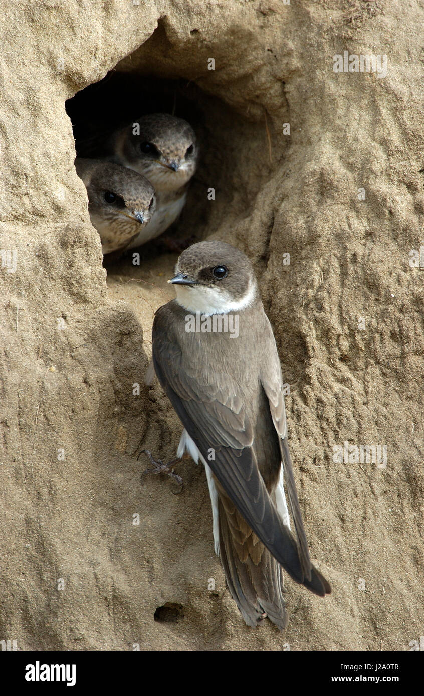Collared sand martins hi-res stock photography and images - Alamy