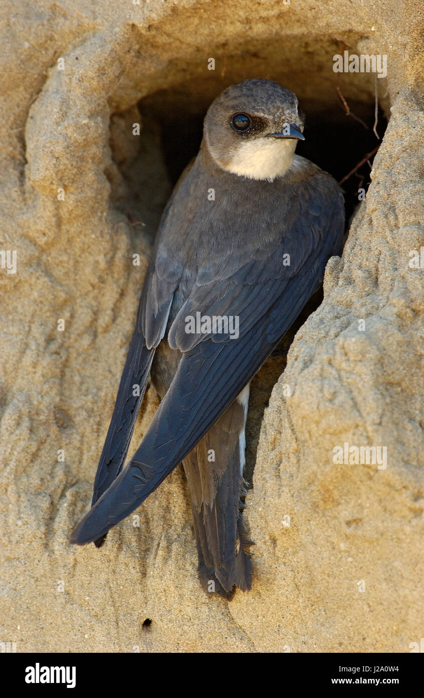 European sand martins bank hi-res stock photography and images - Alamy