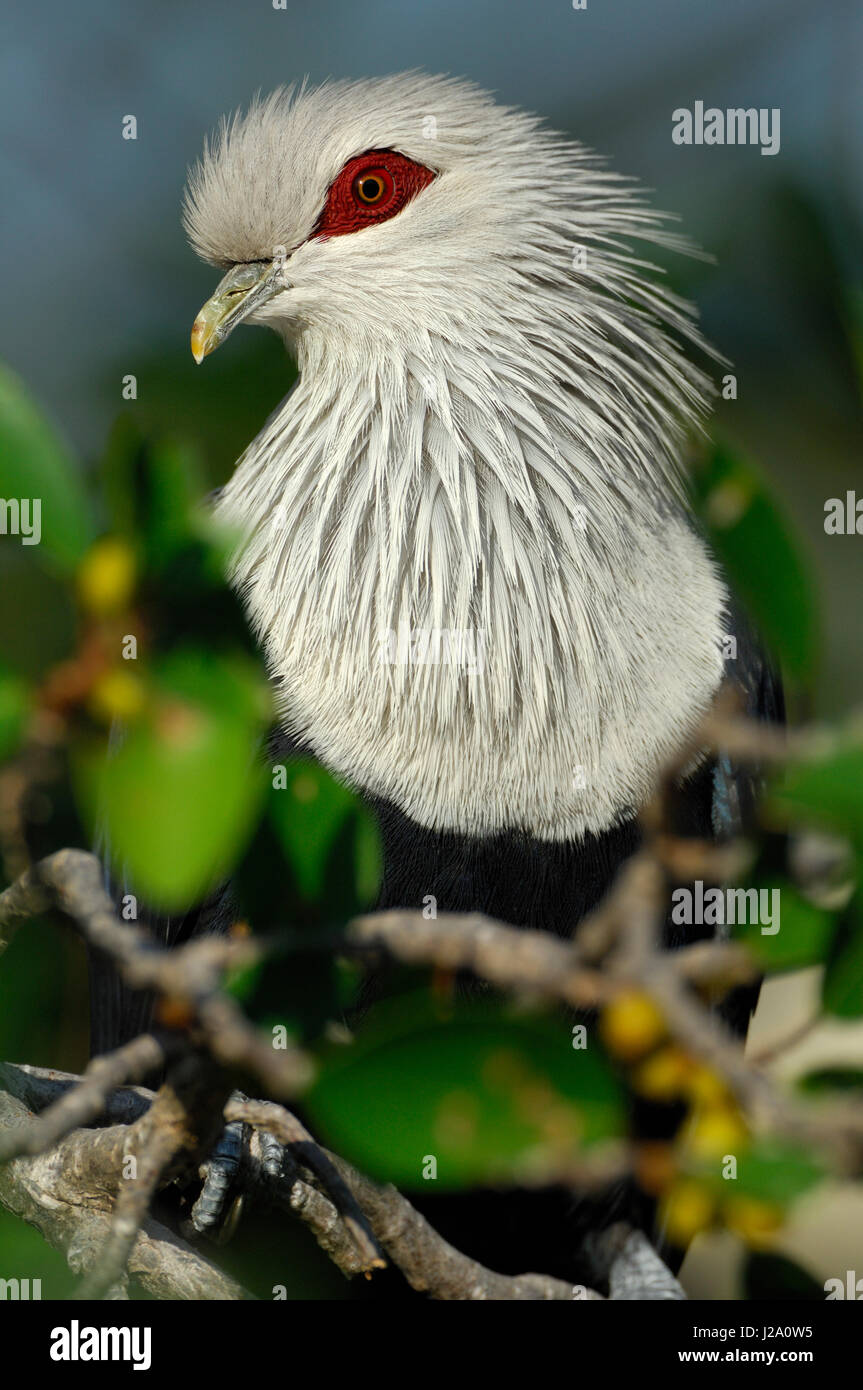 Comoro blue pigeon hi-res stock photography and images - Alamy