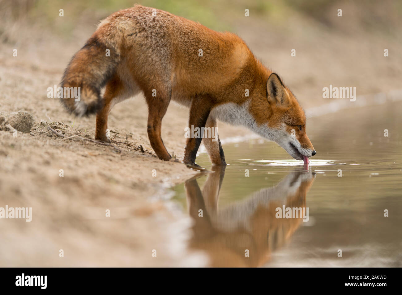 Red fox reflection vulpes vulpes hi-res stock photography and images ...