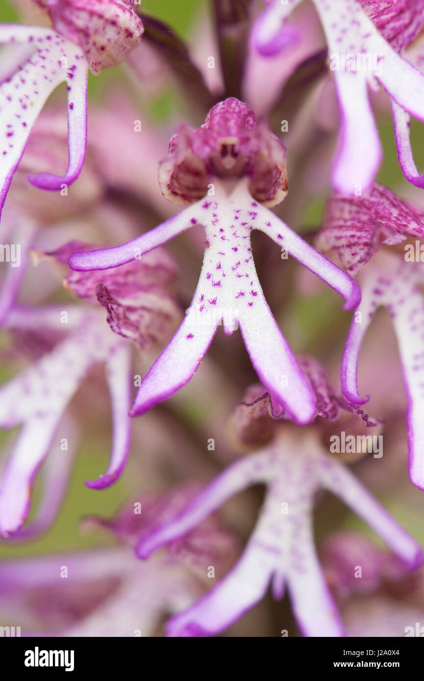 Monkey Orchid
