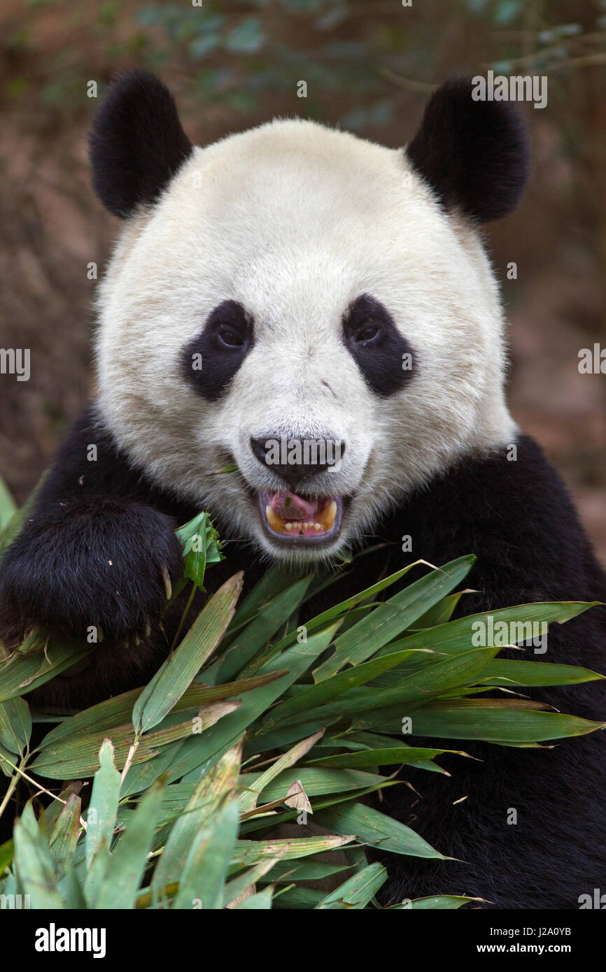 Feeding portrait hi-res stock photography and images - Alamy