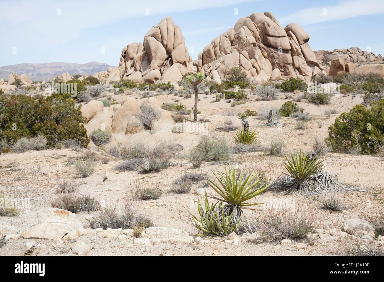 Dead joshua tree hi-res stock photography and images - Alamy