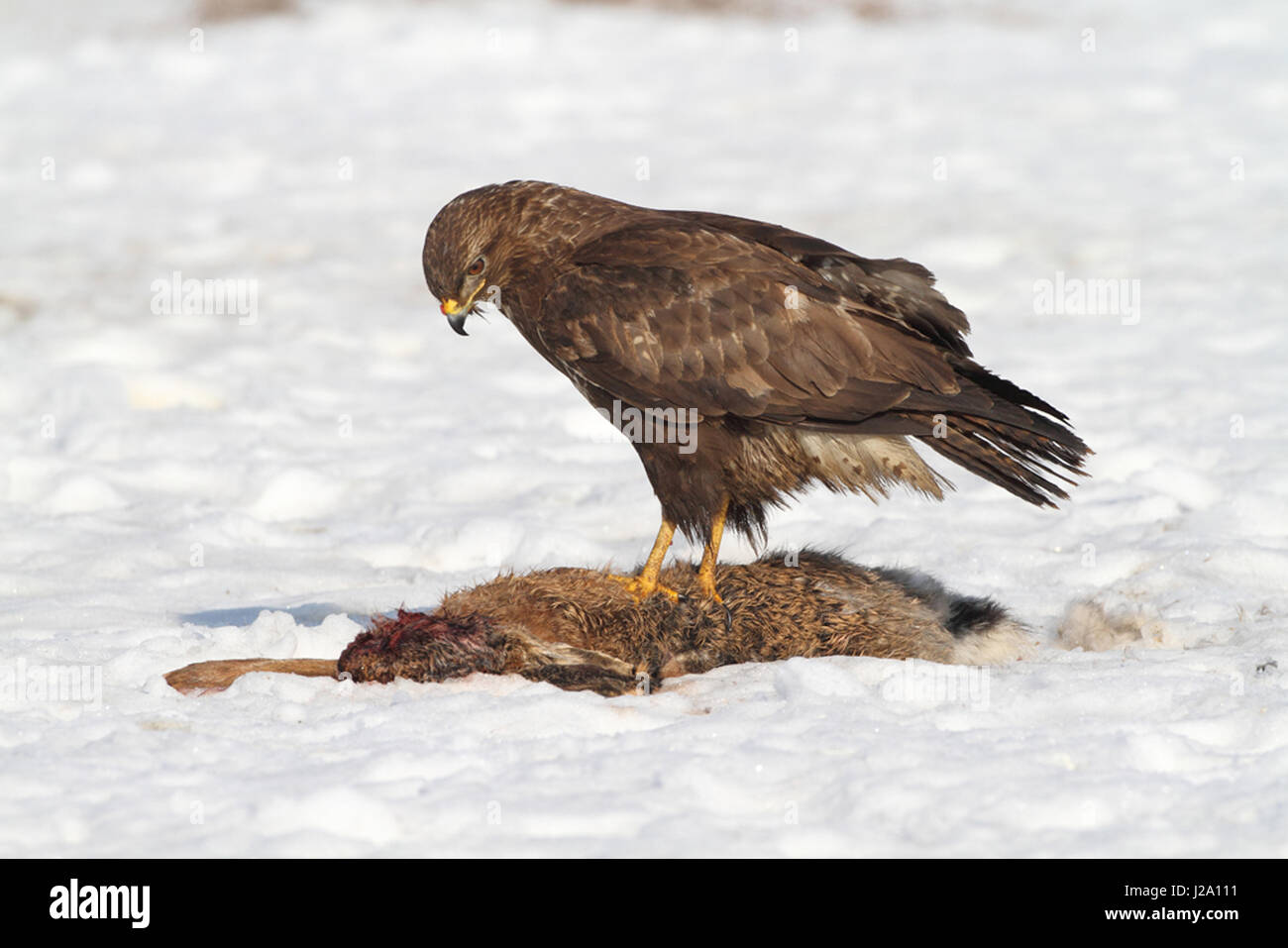 buzzard with prey in snow Stock Photo - Alamy