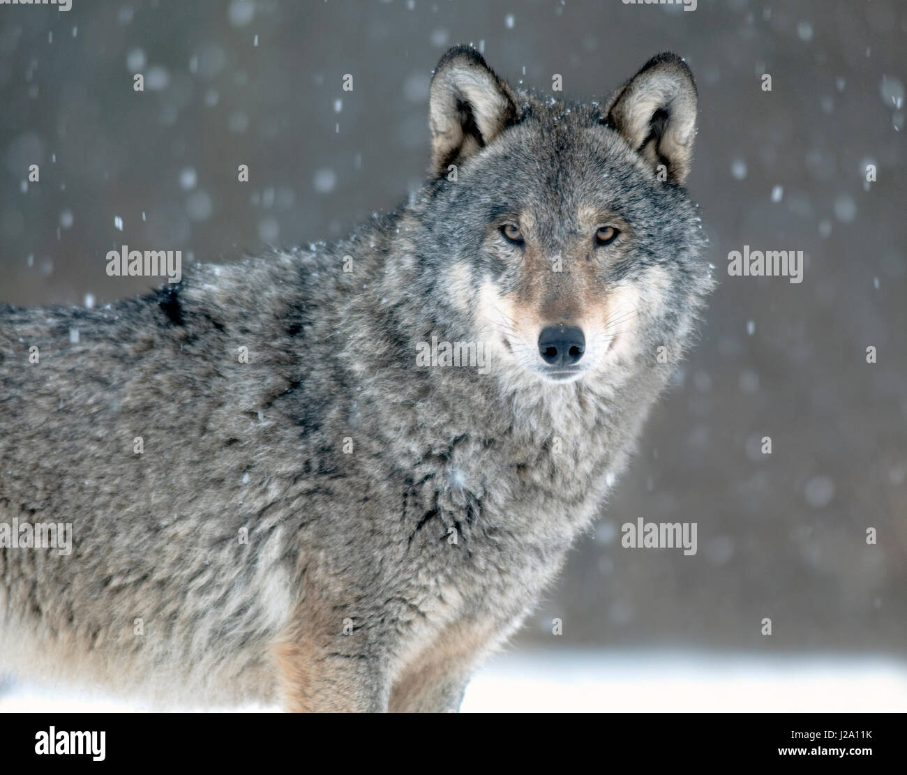 Timber wolf in snow hi-res stock photography and images - Alamy