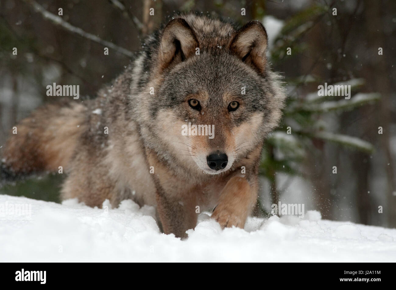Wolf in snow Stock Photo - Alamy