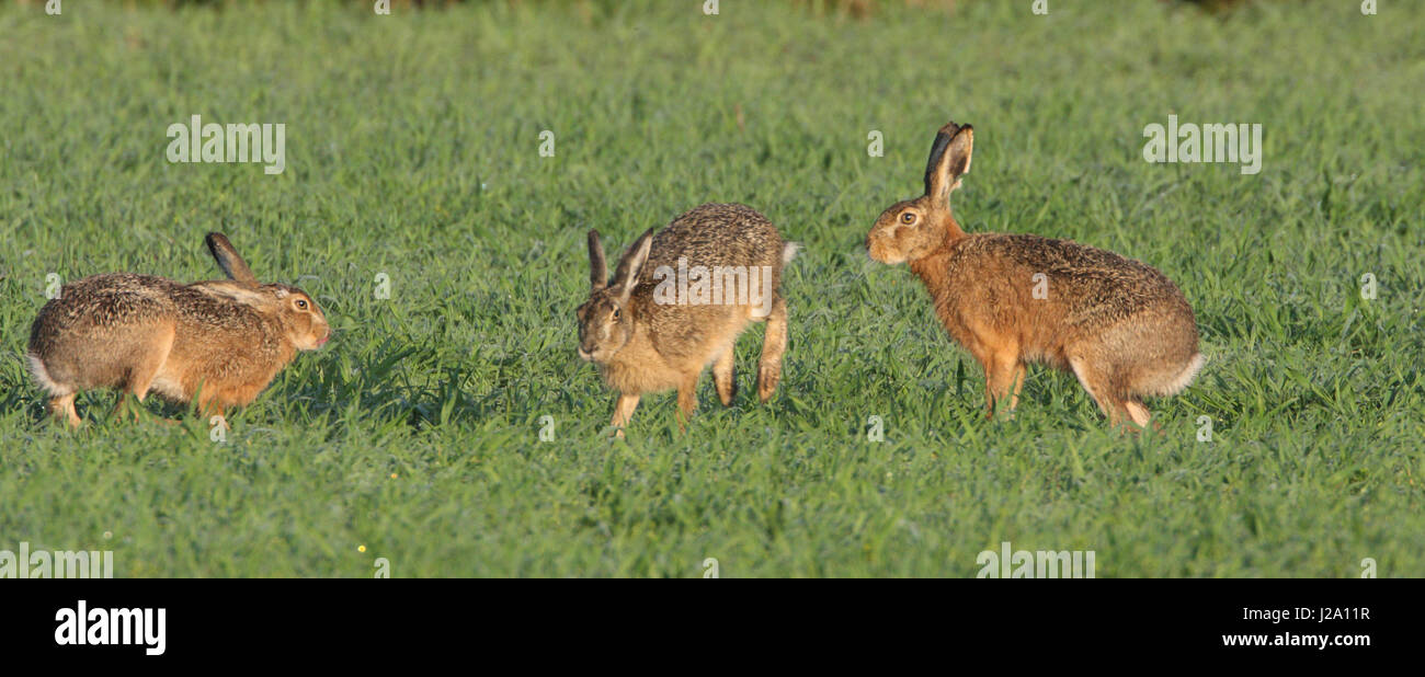 Adult hares hi-res stock photography and images - Alamy
