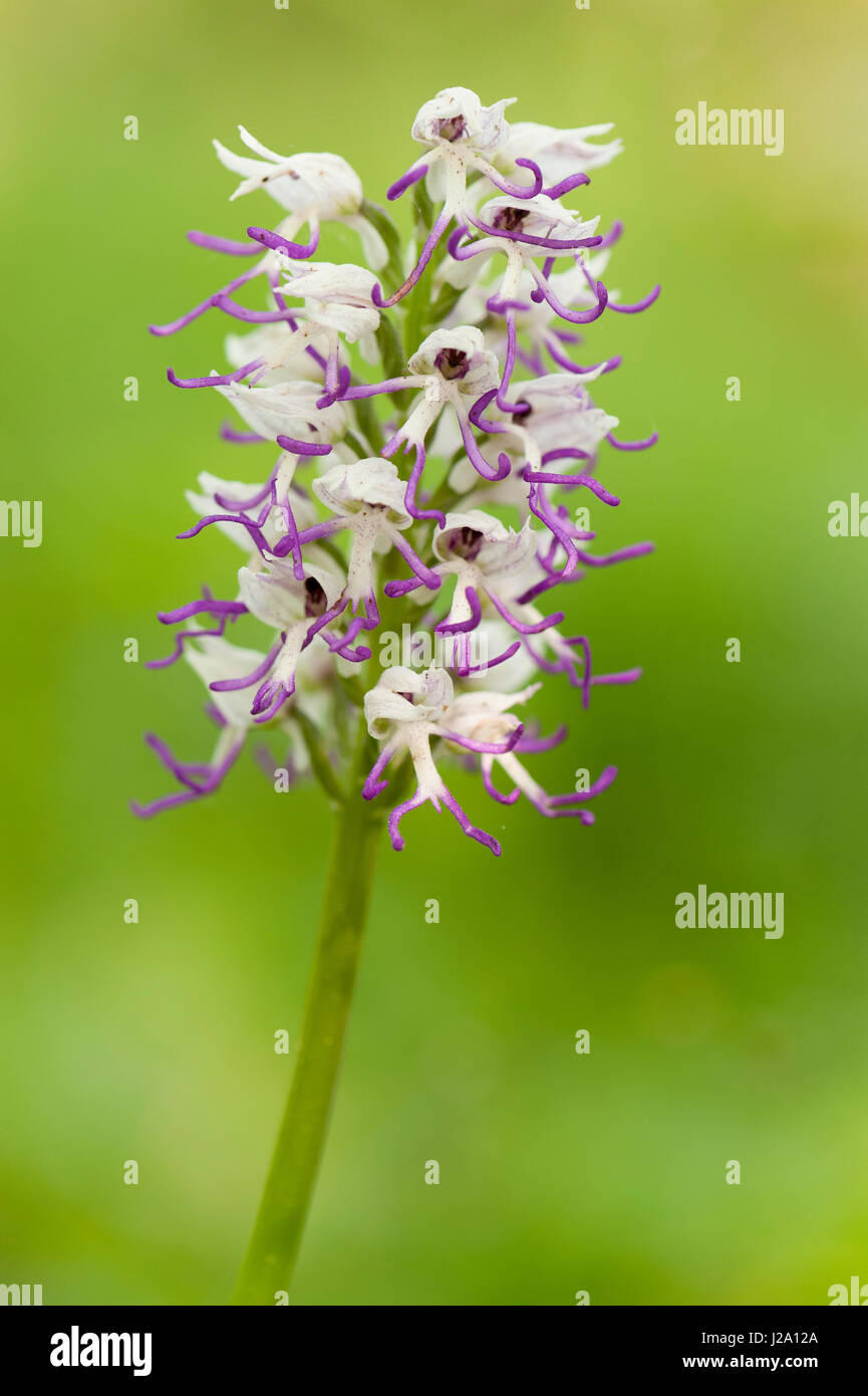Monkey orchid flowering Stock Photo - Alamy