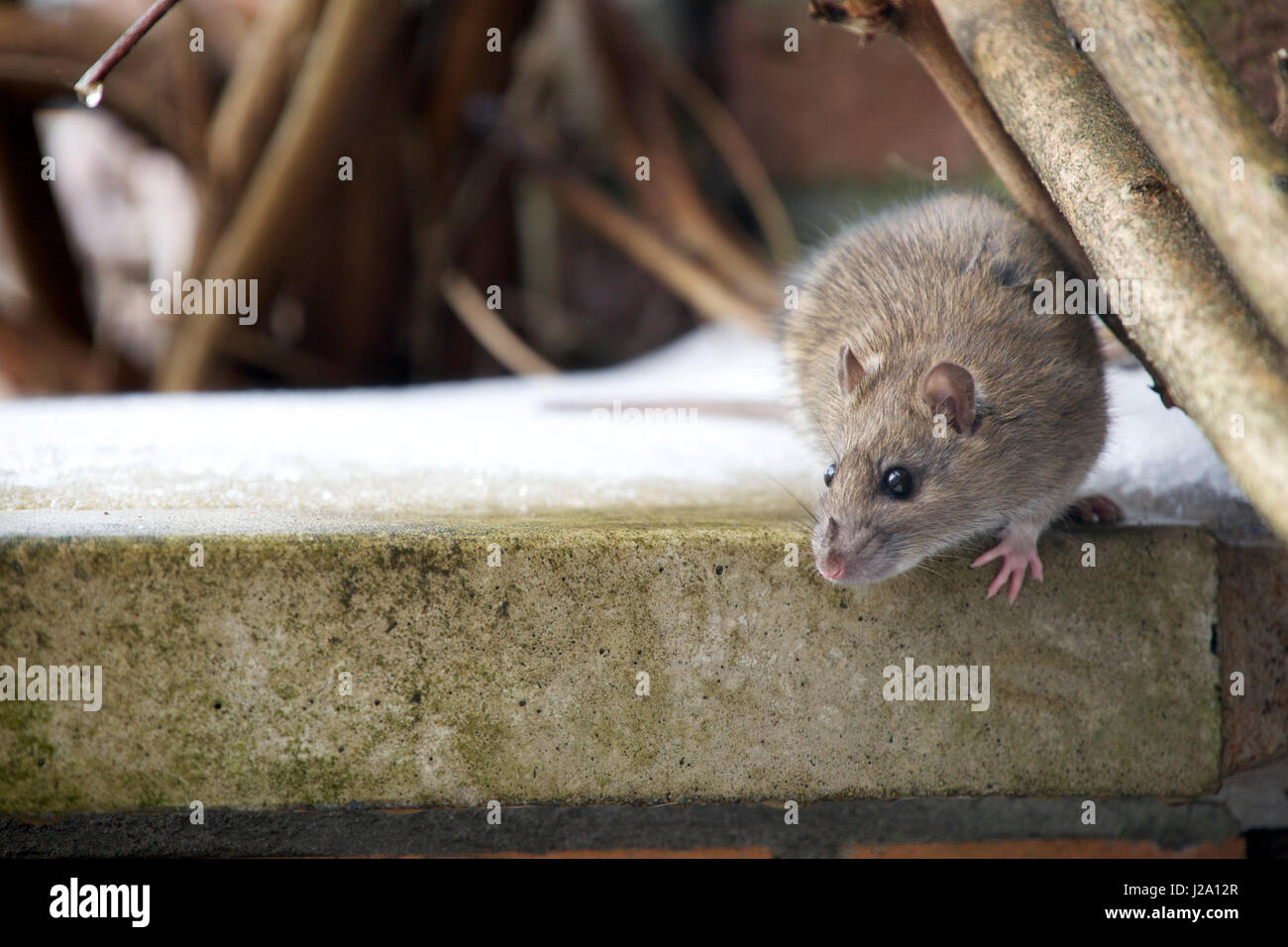 Norwegian rat hi-res stock photography and images - Alamy