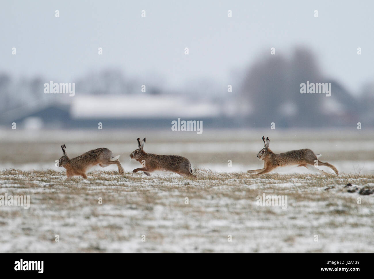 Hares agricultural land hi-res stock photography and images - Alamy