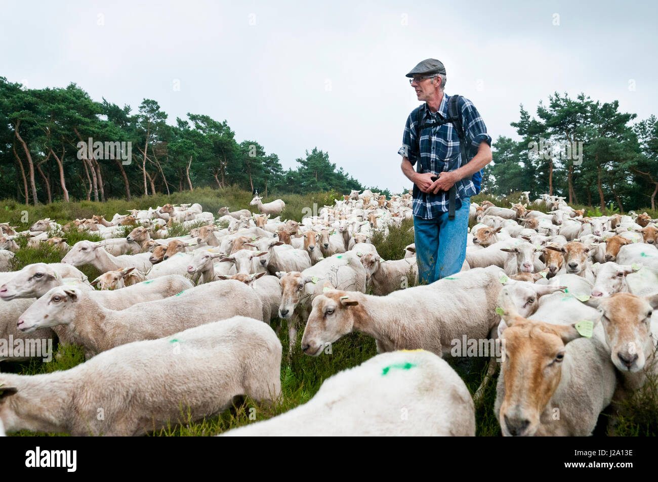 Shepherd in forest hi-res stock photography and images - Alamy