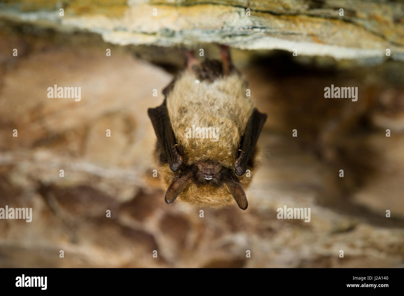 Hibernating animal hi-res stock photography and images - Alamy