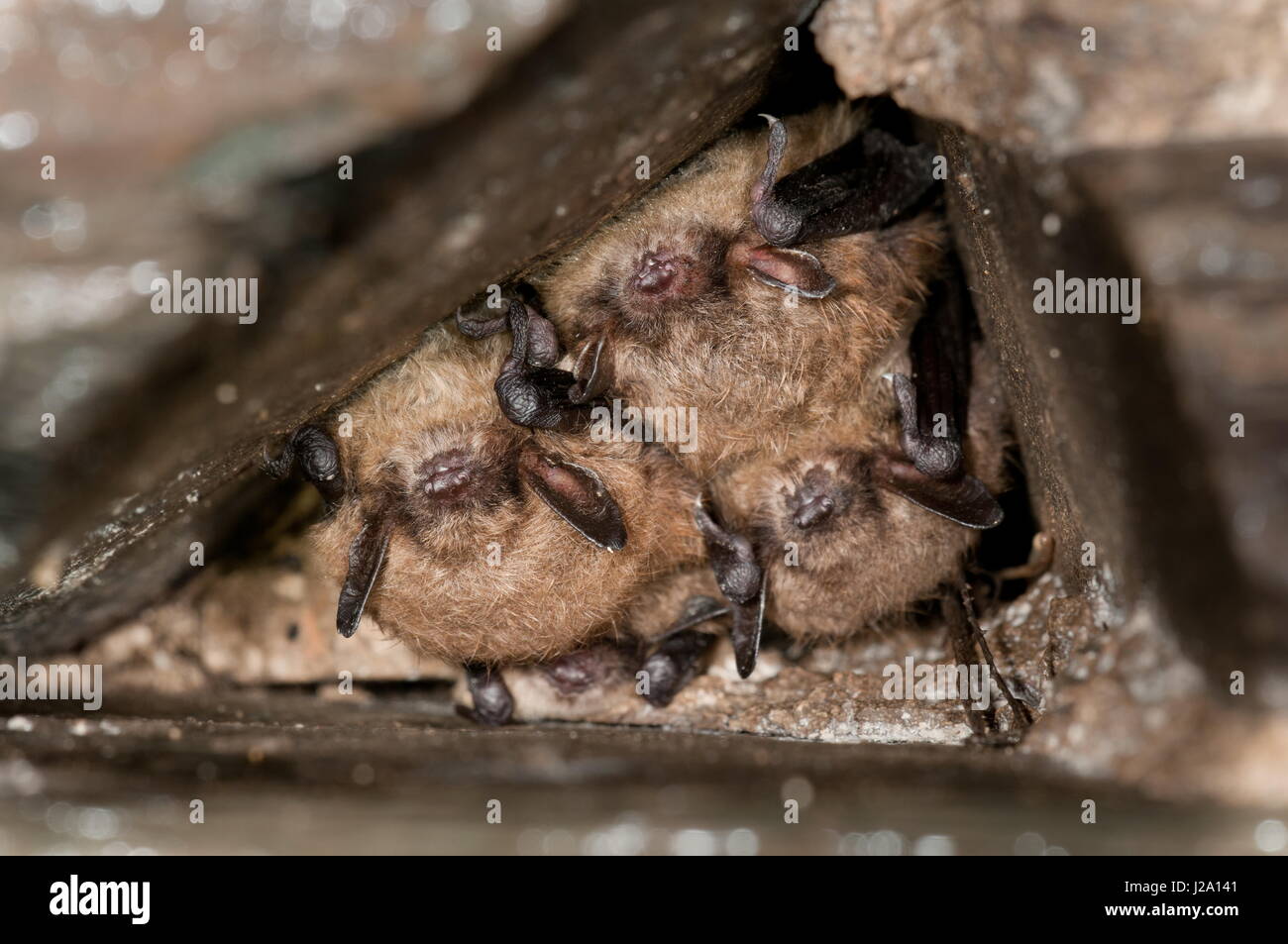 Longevity bats hi-res stock photography and images - Alamy