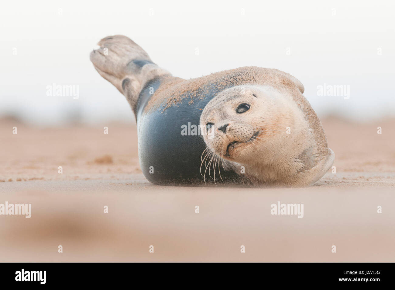 Harbor seal on sand at the beach Stock Photo - Alamy