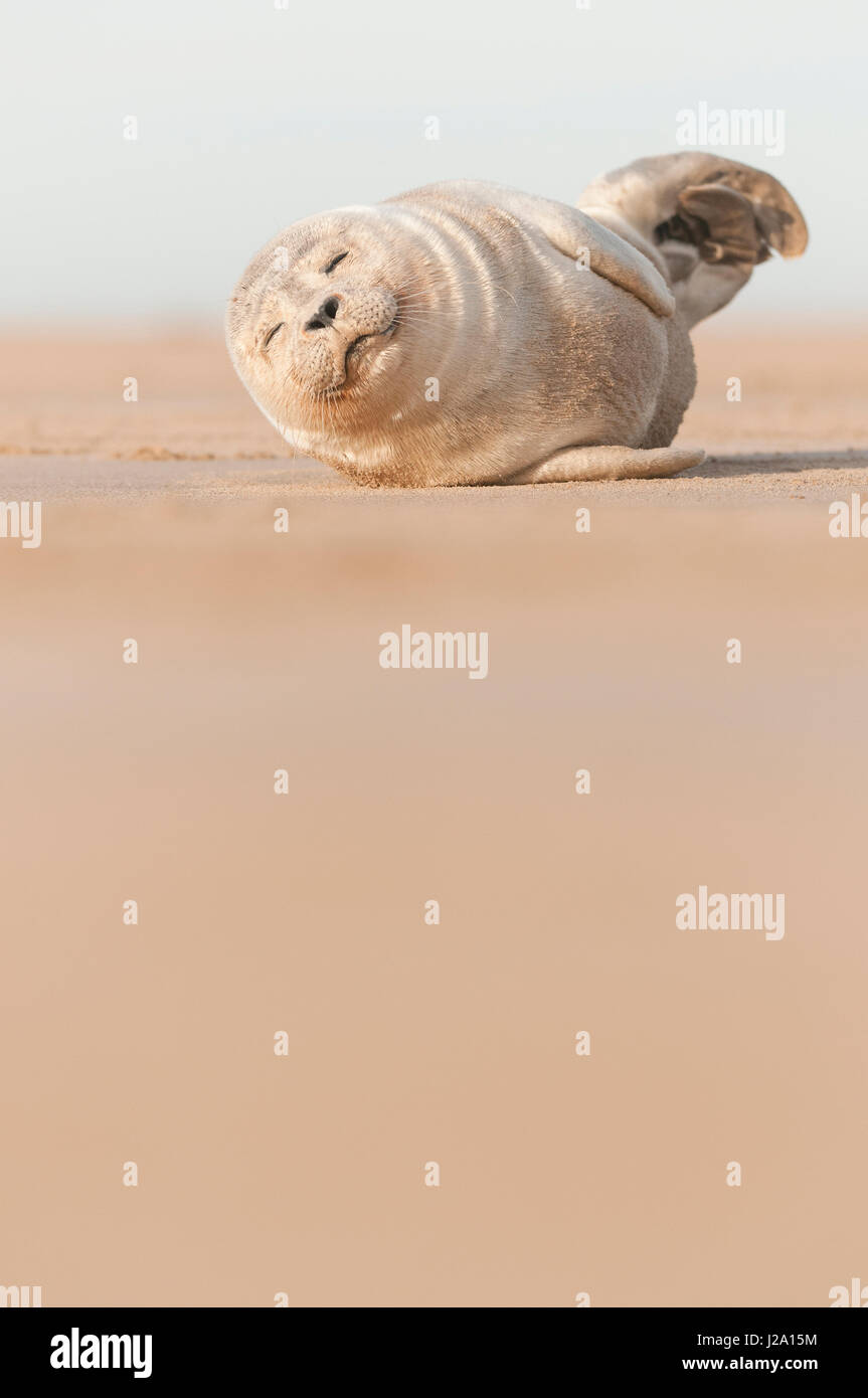 Harbor seal on sand at the beach Stock Photo - Alamy