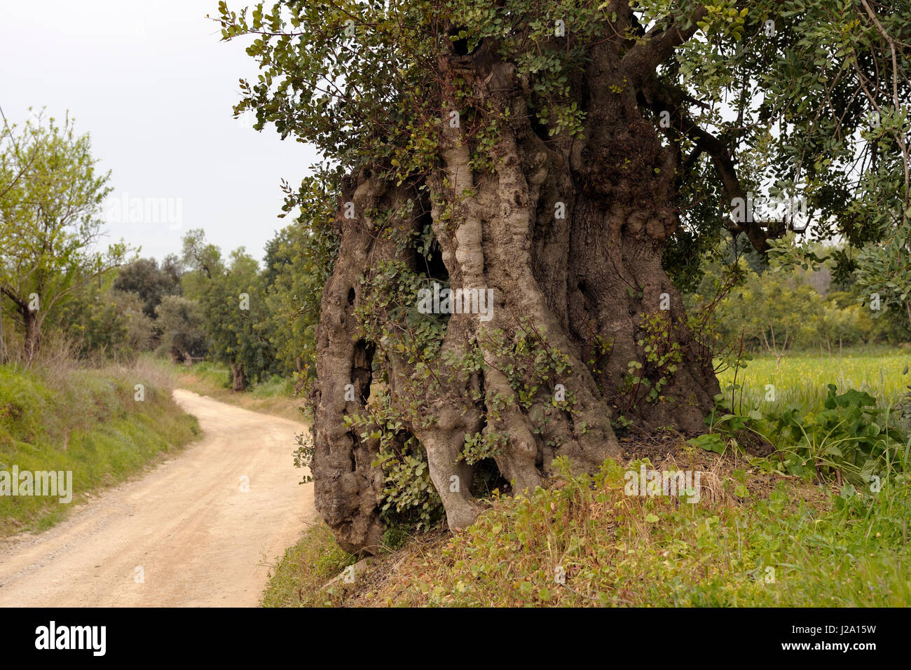 A St John's-bread tree or carob tree in the Algarve, Portugal Stock ...