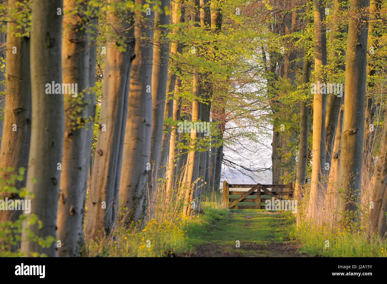 Beech tree leaves spring hi-res stock photography and images - Alamy