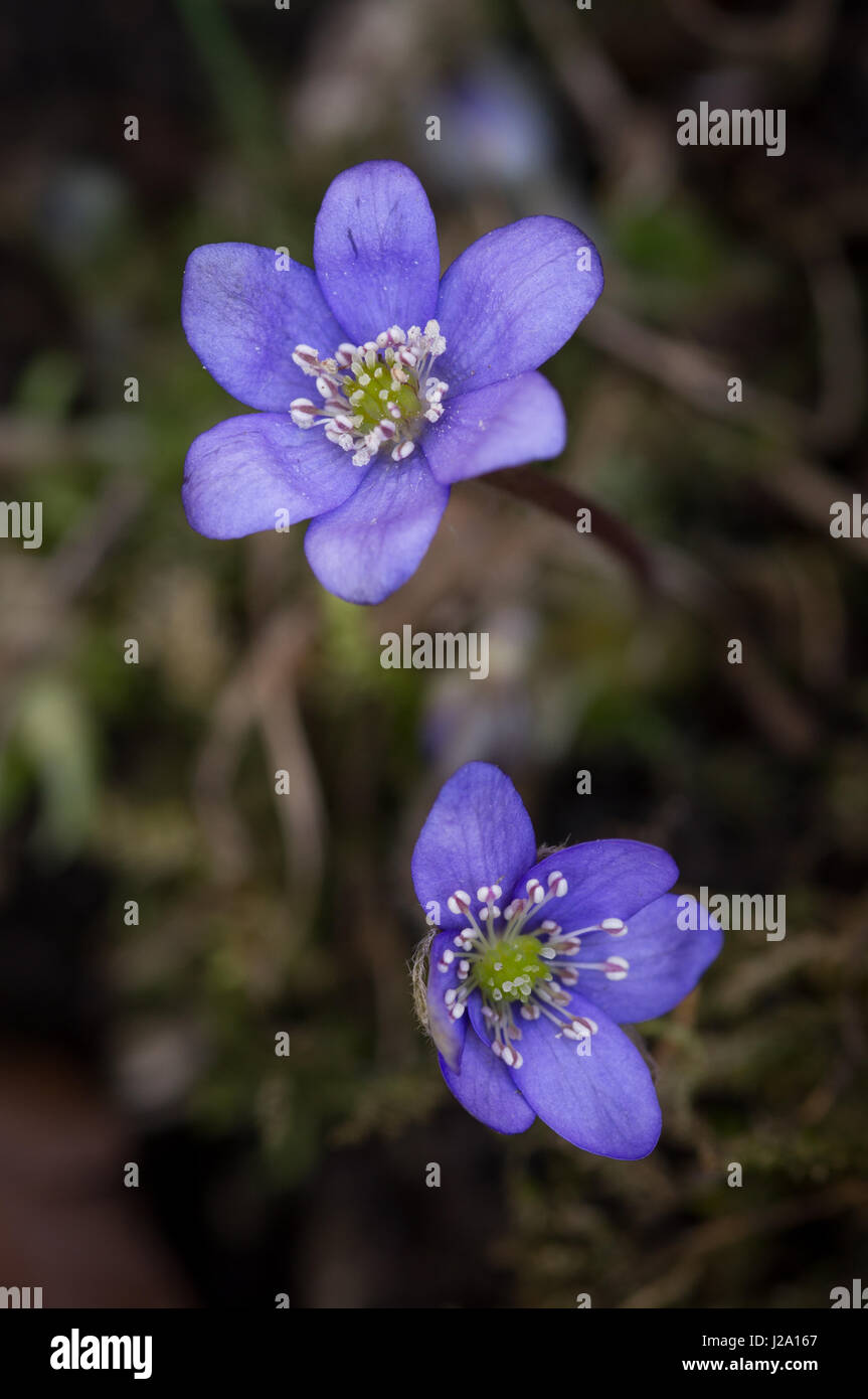 Two flowers hi-res stock photography and images - Alamy