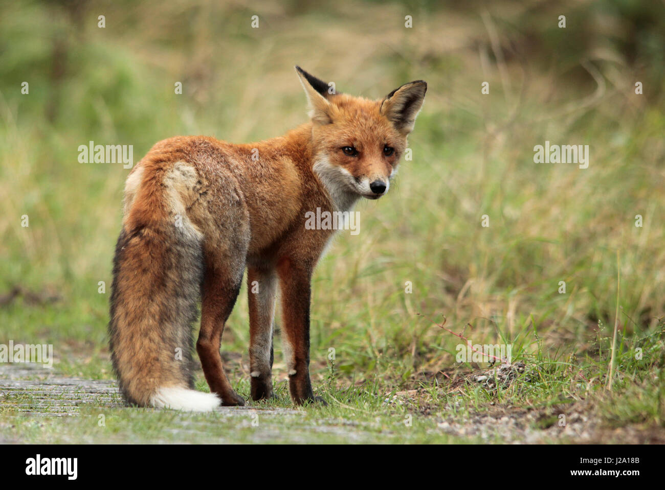 A Red fox (Vulpes vulpes) looking back Stock Photo - Alamy