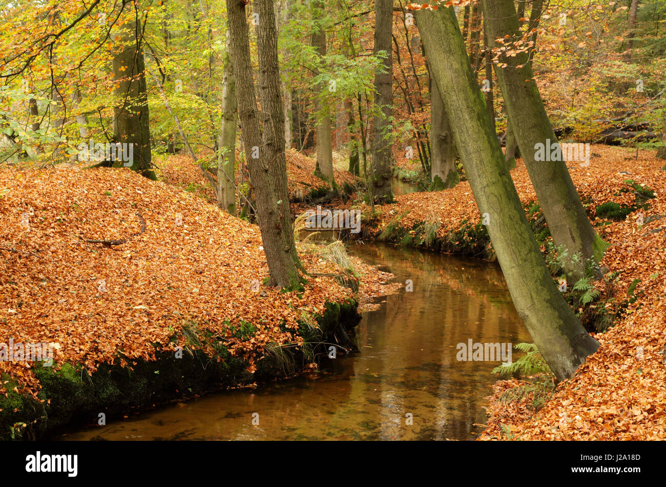 A natural lowland brook in a beech forest in the autumn Stock Photo - Alamy