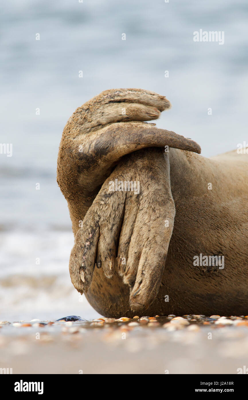 Hind flippers of a gray seal Stock Photo - Alamy