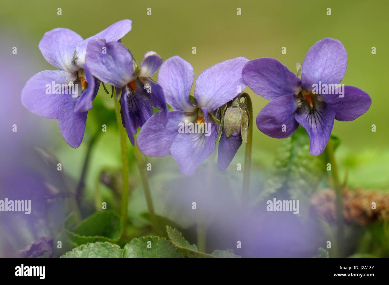 Common blue violet viola sororia hi-res stock photography and images ...