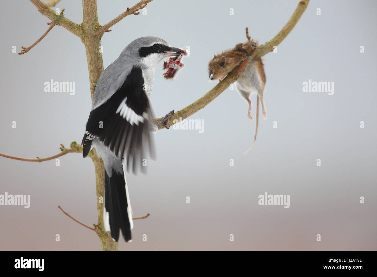 great grey shrike with prey (mouse Stock Photo - Alamy
