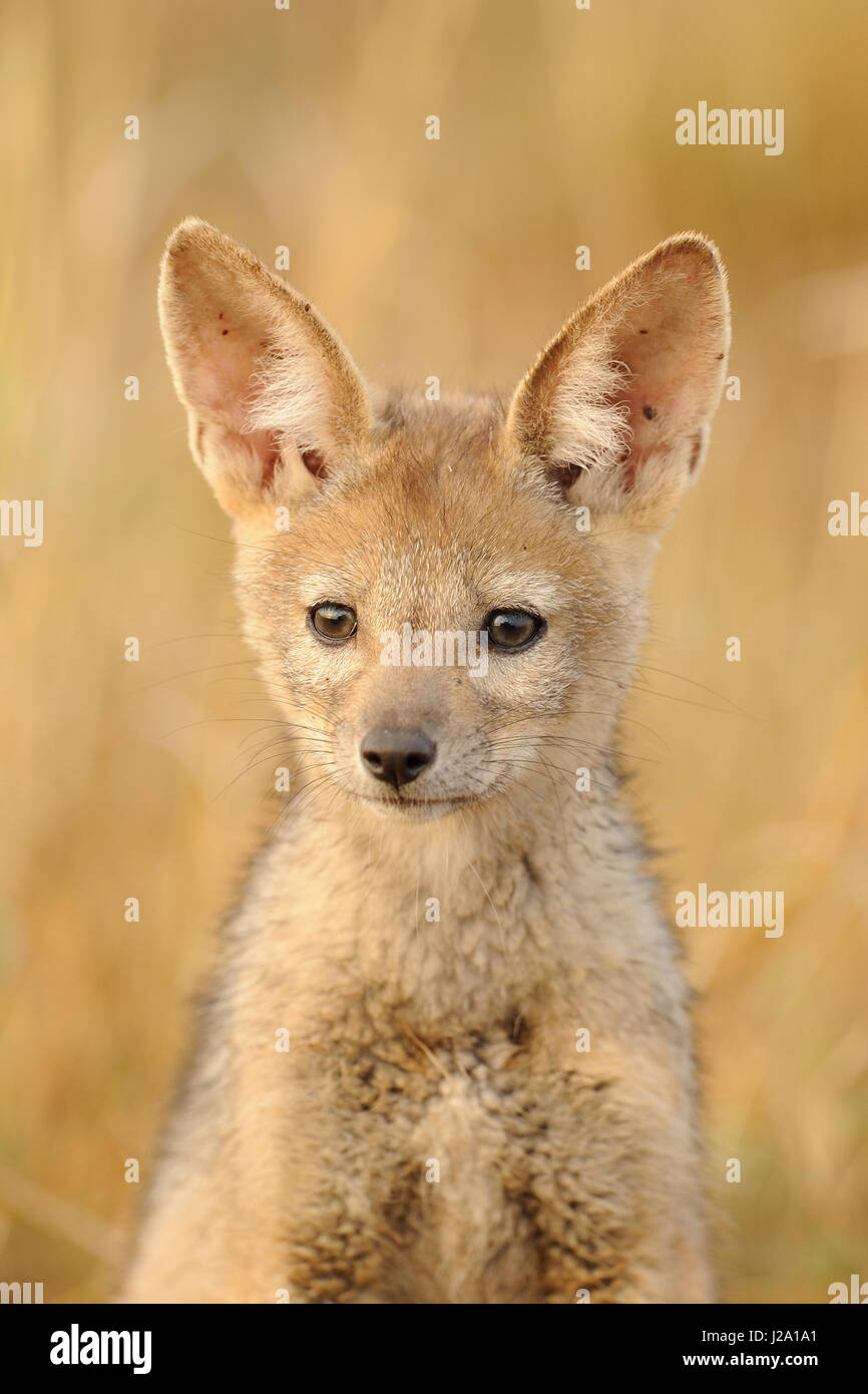 Young jackal hi-res stock photography and images - Alamy