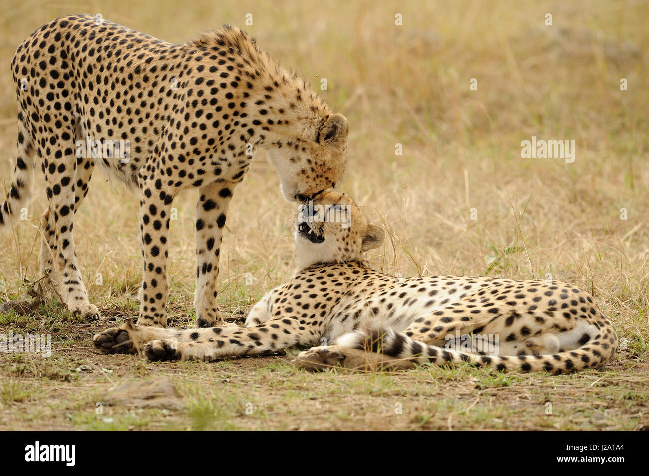 Cheetah Fighting High Resolution Stock Photography and Images - Alamy