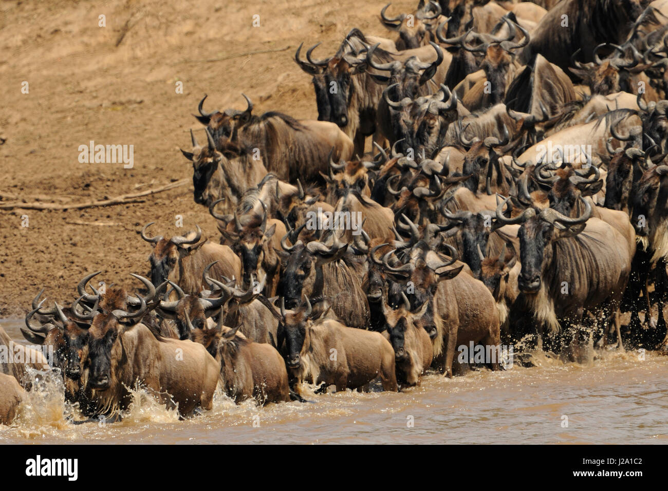 A herd of wildebeast is crossing the Mara river during migration Stock ...