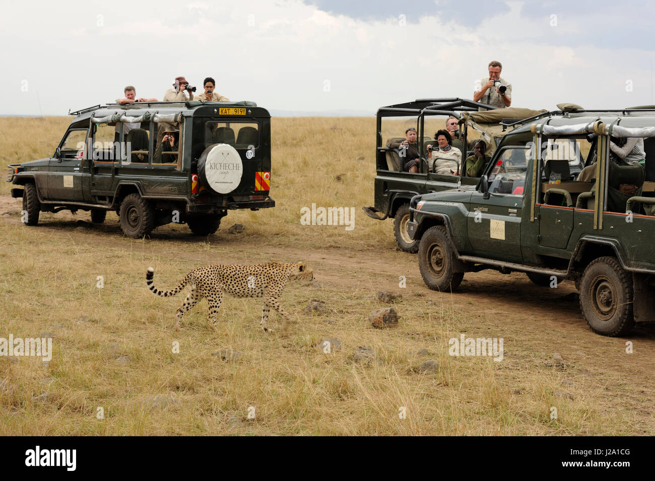 Cheetah walking between safari trucks Stock Photo - Alamy