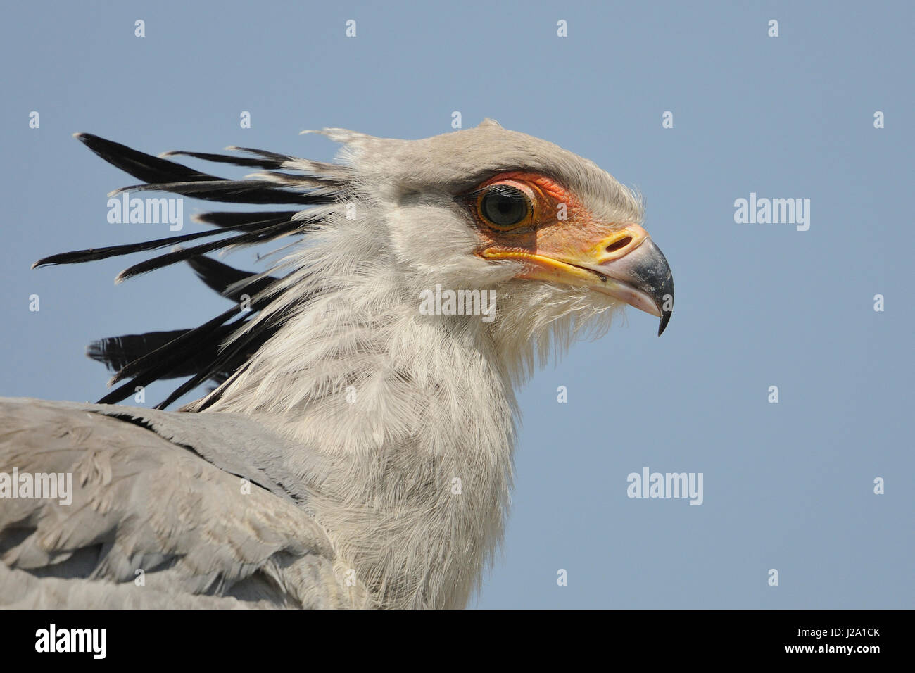 Portrait of a secretary bird Stock Photo - Alamy