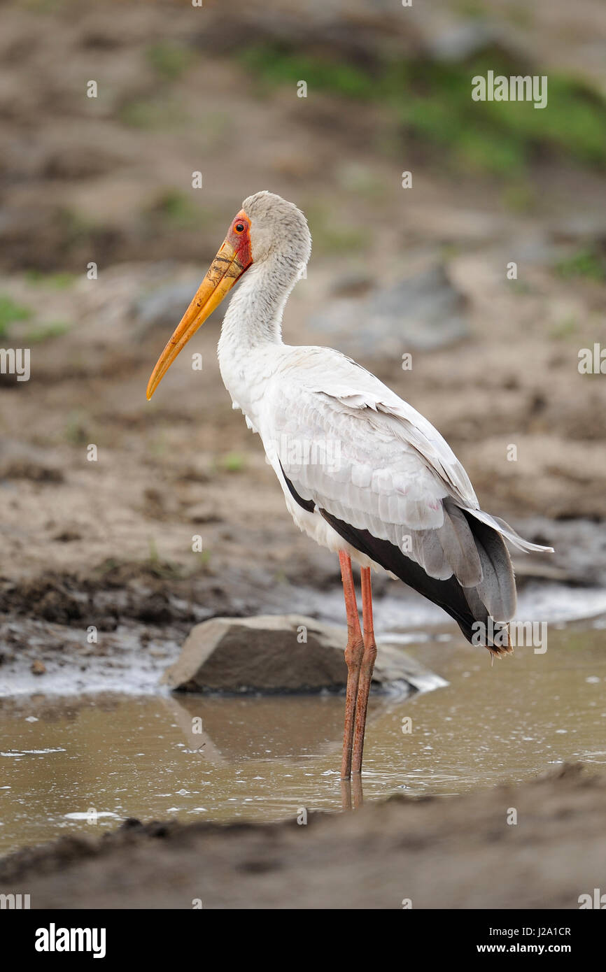 Small stork hi-res stock photography and images - Alamy