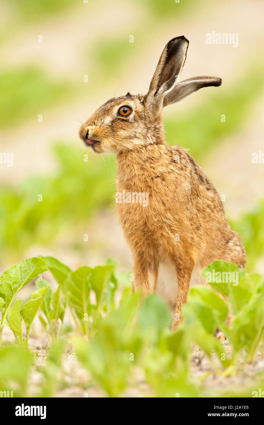 Nose licking hi-res stock photography and images - Alamy