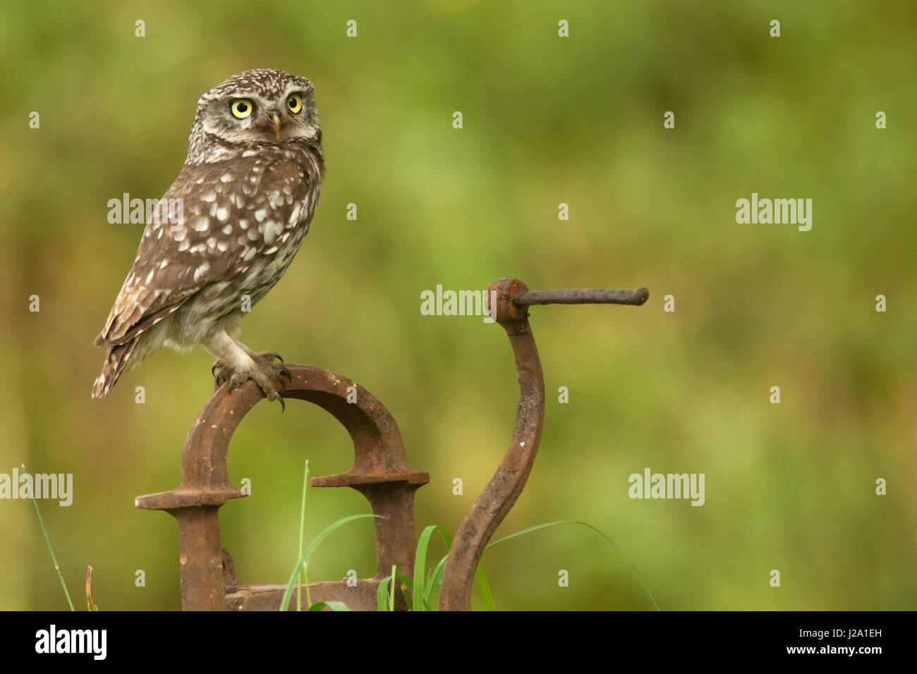 Little owl perched on farming tool Stock Photo - Alamy