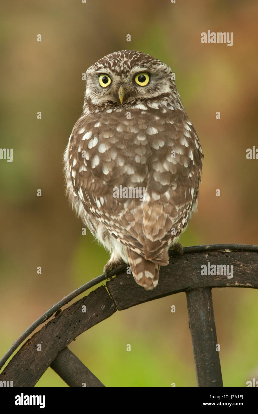 Little owl perched on wagon wheel Stock Photo - Alamy