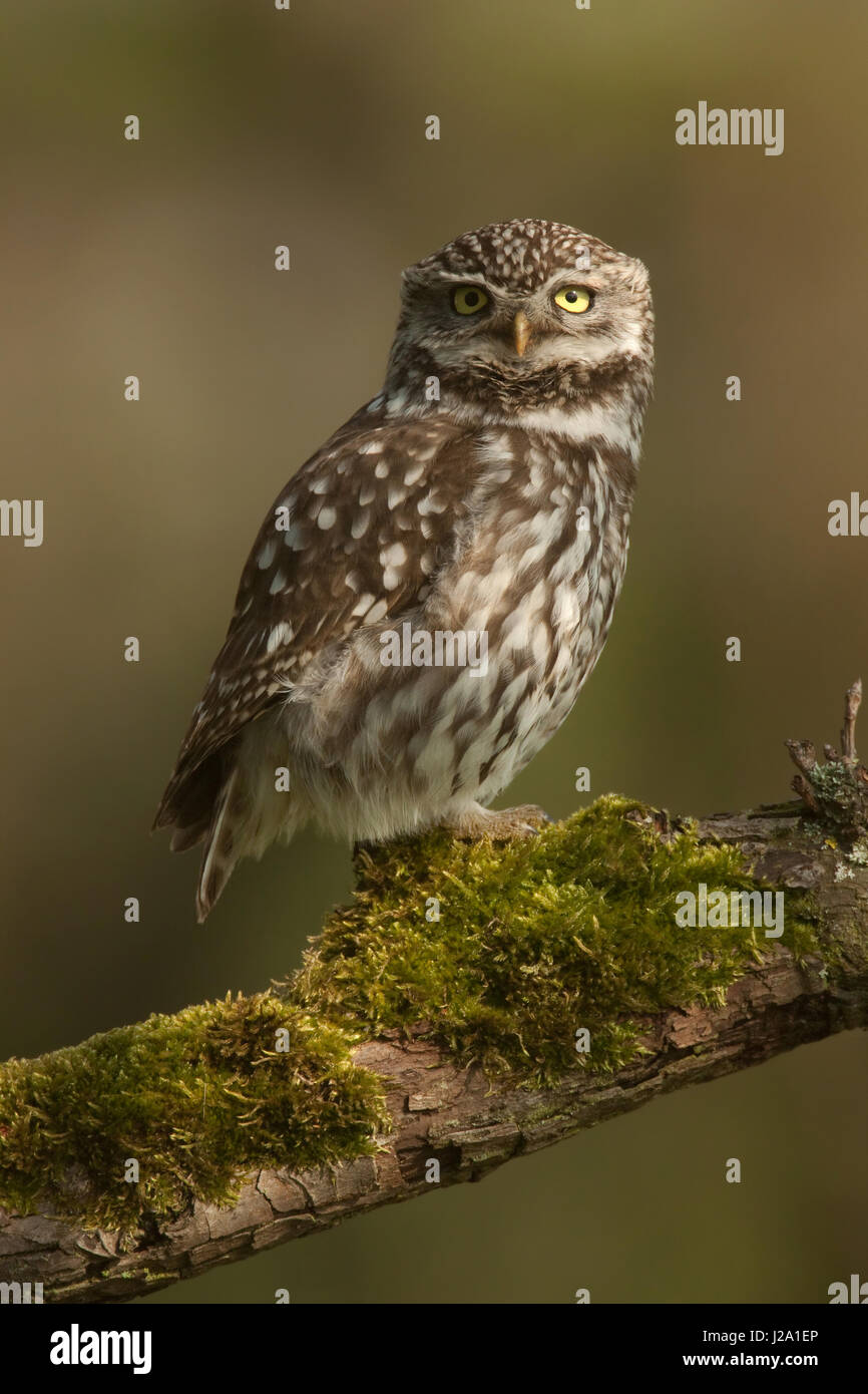 Owl perched on branch hi-res stock photography and images - Alamy