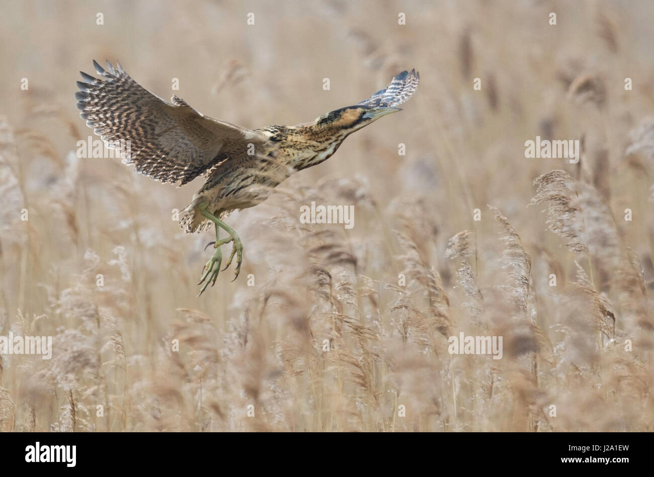 Bittern flying hi-res stock photography and images - Alamy