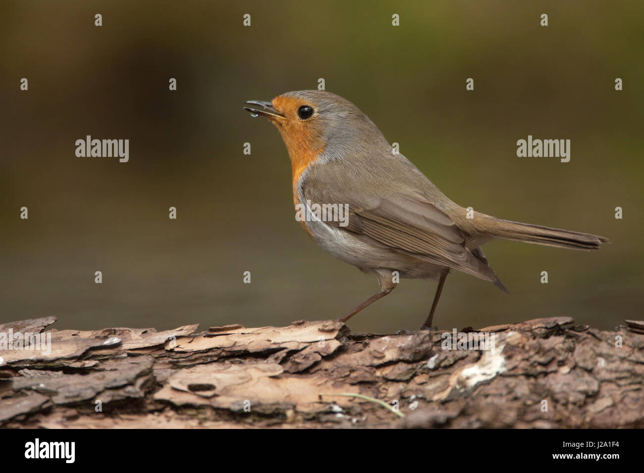 Swamp robin hi-res stock photography and images - Alamy